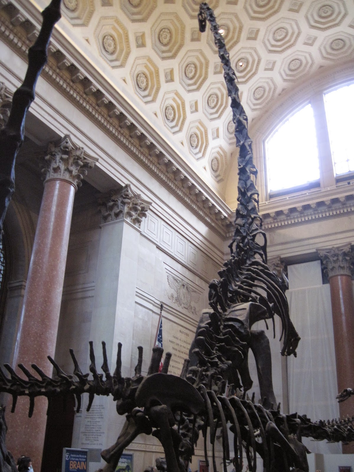 A Brontobyte of Sauropods | pseudoplocephalus