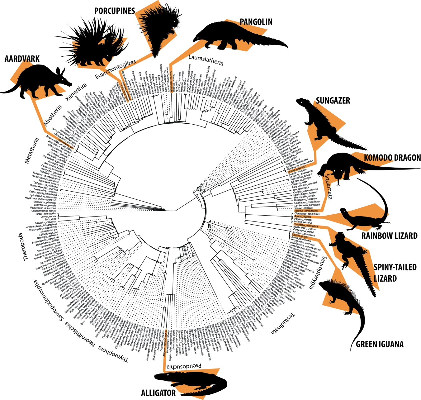 Where did all the tail clubs go? | pseudoplocephalus