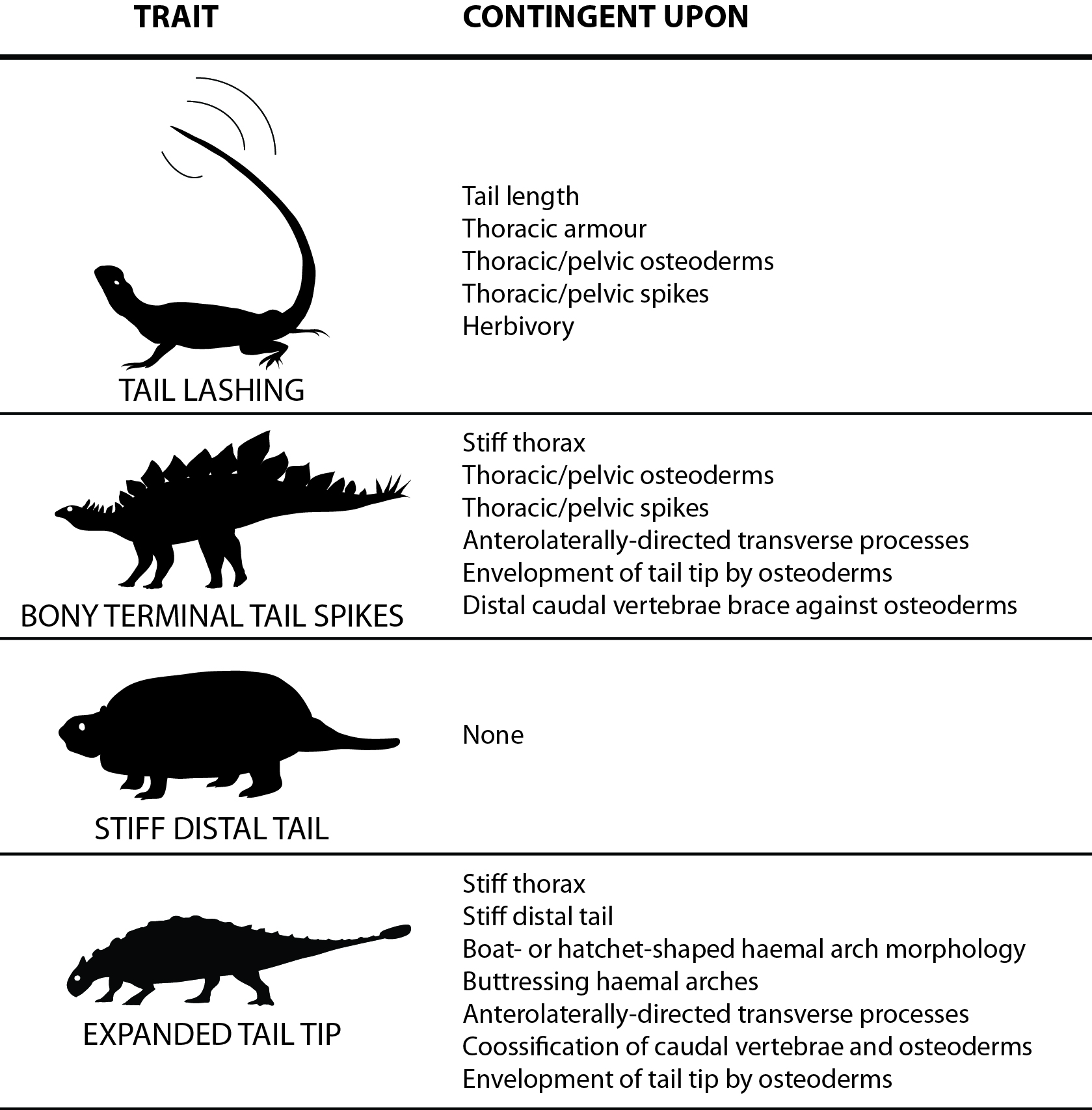 Where did all the tail clubs go? | pseudoplocephalus