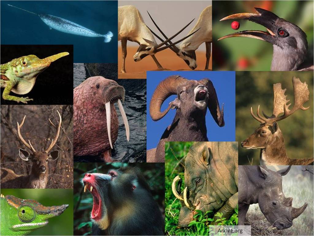 Where did all the tail clubs go? | pseudoplocephalus